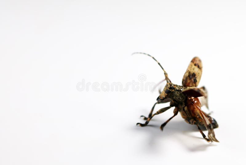 Scarab spread wings. stock photo. Image of cockchafer - 90986806