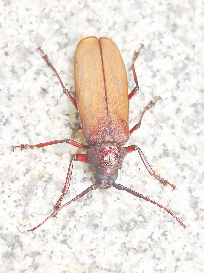 Scarab stock image. Image of hair, coleoptera, brown - 76183023