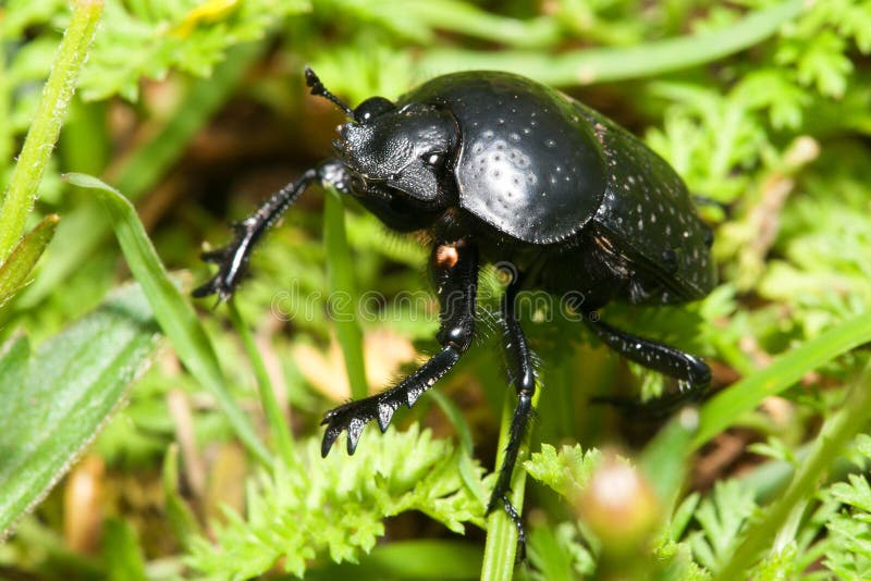 Scarabaeus variolosus stockbild. Bild von wirbellose - 25465059