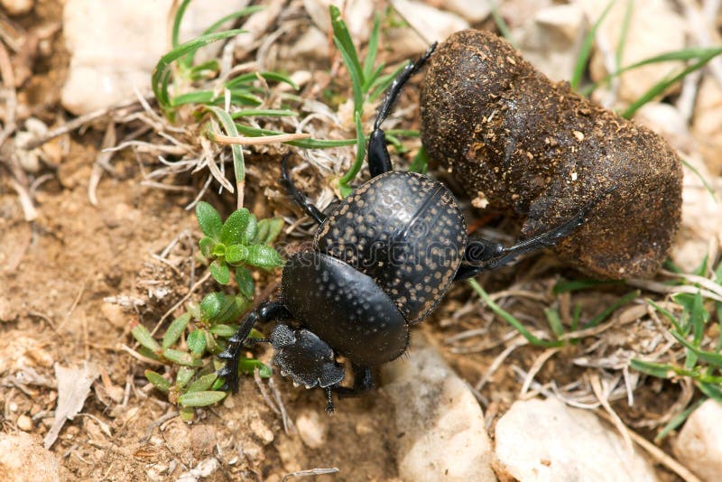 Scarabaeus variolosus stock photo. Image of beetle, nature - 27931350