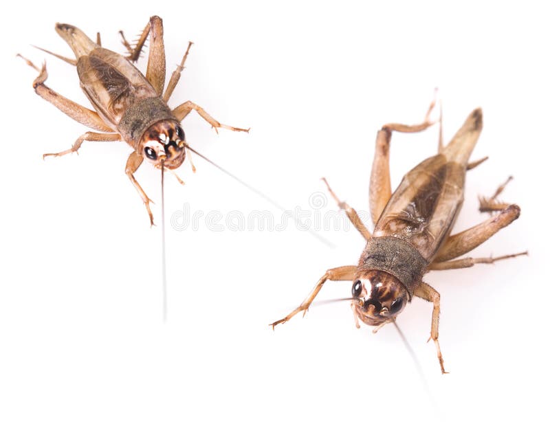 Scarabei fotografia stock. Immagine di insetto, spaventoso - 10612936