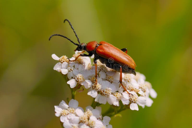 Scarabeo fotografia stock. Immagine di millefoglio, libero - 17141264