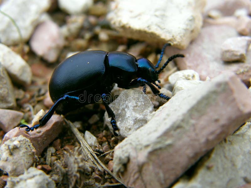 Scarabeo fotografia stock. Immagine di chiusura, cornuto - 34415368