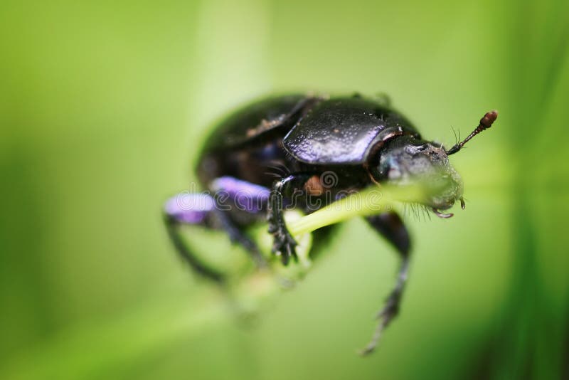 Scarabeo immagine stock. Immagine di animali, aperto, ambientale - 4697135