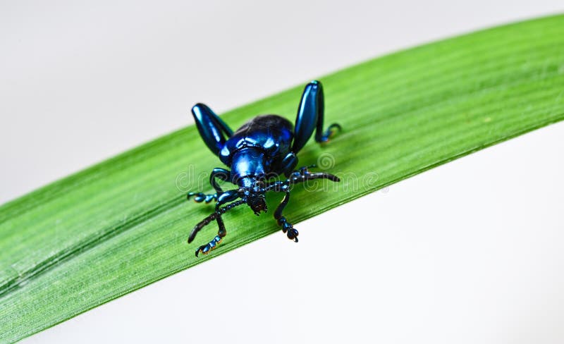 Scarabeo blu fotografia stock. Immagine di insetto, radiante - 26157154