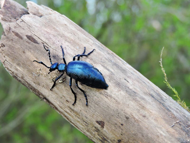 Scarabeo blu immagine stock. Immagine di giardino, foglio - 9291501