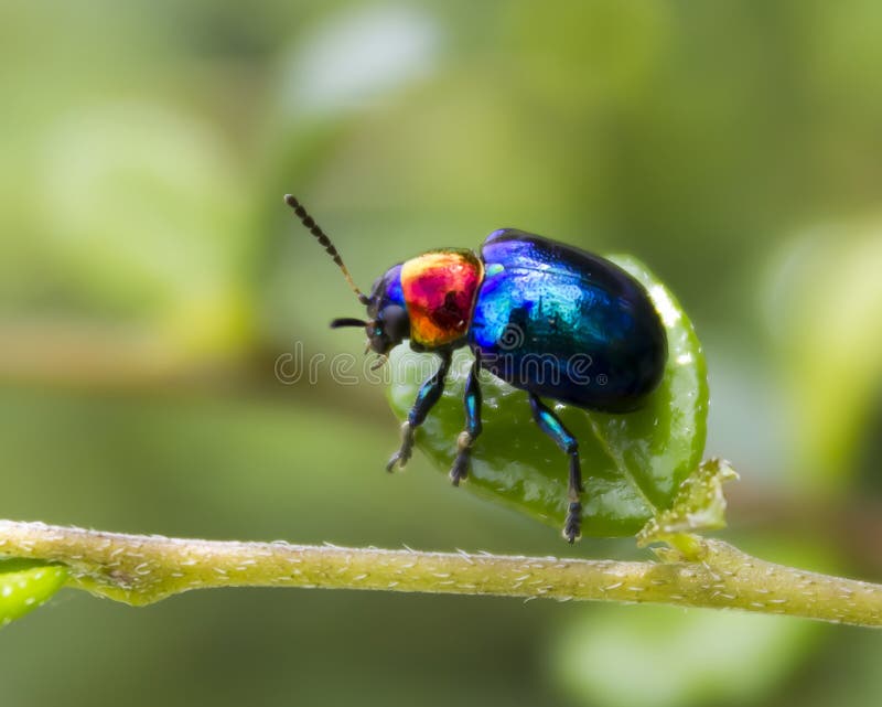 Scarabeo blu immagine stock. Immagine di verde, bello - 96731921