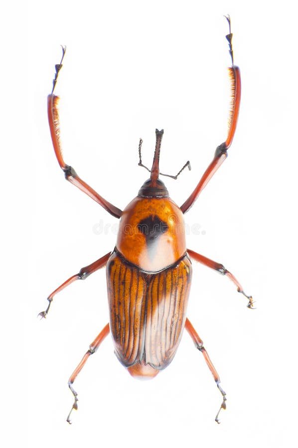 Tonchio Di Giallo Dello Scarabeo Di Muso, Iridis Di Lixus Fotografia ...