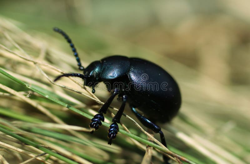 Scarabeo nero fotografia stock. Immagine di natura, nero - 2262068