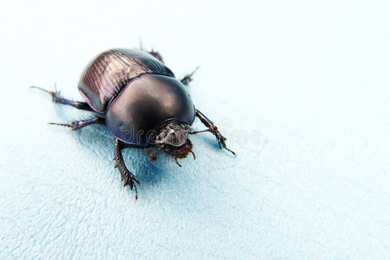 Scarabeo nero immagine stock. Immagine di insetto, chitina - 37373711