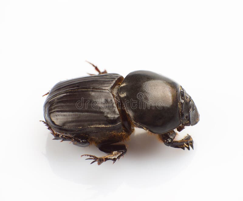 Scarabeo rinoceronte immagine stock. Immagine di fiore - 56531121