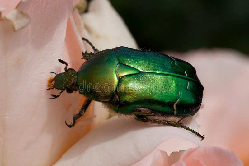 Scarabeo verde fotografia stock. Immagine di entomologia - 16689638