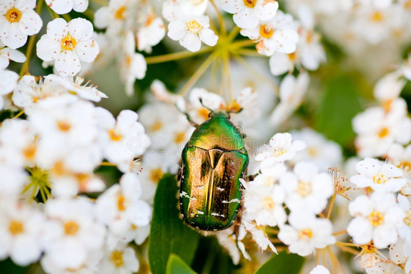 Scarabeo verde immagine stock. Immagine di isolato, grigio - 34186381