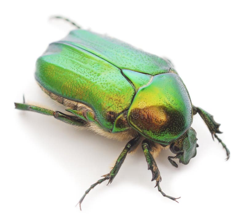 Scarabeo verde immagine stock. Immagine di colore, natura - 41419073