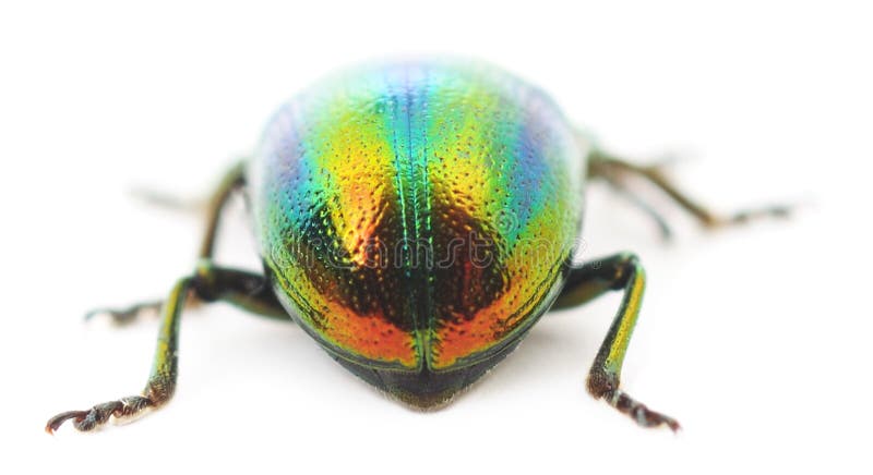 Scarabeo verde immagine stock. Immagine di lucido, chiusura - 41420913