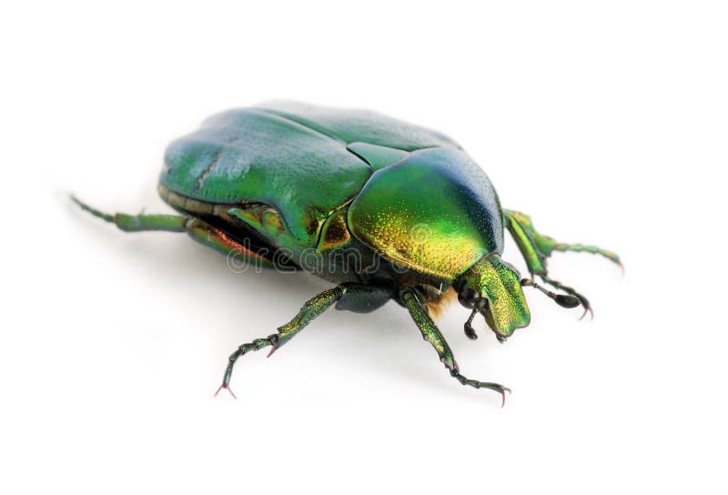 Il Grande Scarabeo Verde Si Siede Su Un Fiore Selvaggio Bianco in ...