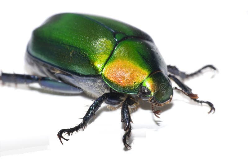 Scarabeo verde fotografia stock. Immagine di insetto, dorato - 9182296