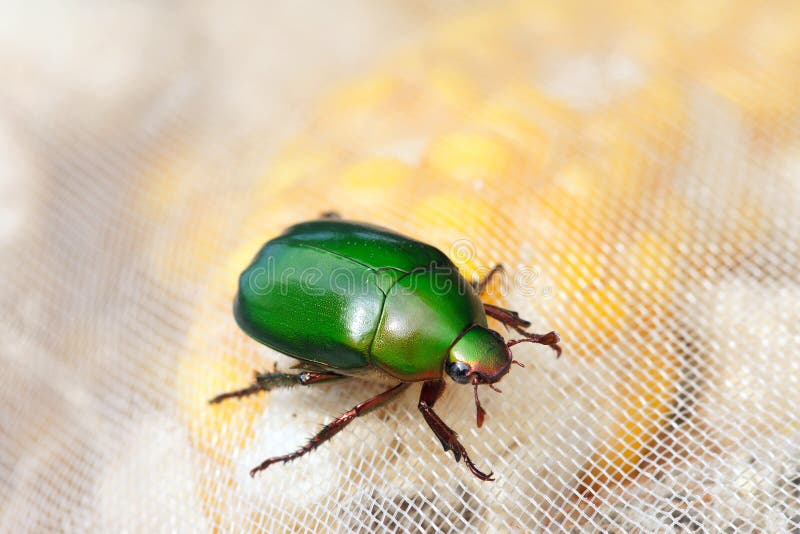 Scarabeo verde smeraldo fotografia stock. Immagine di scarabeo - 39645936