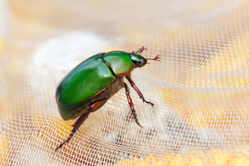 39,013 Scarabeo Verde Foto - Foto Stock Gratis e Royalty-Free da Dreamstime