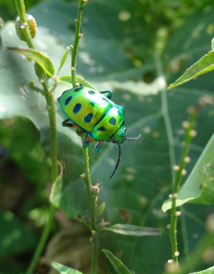 Scarabeo verde smeraldo immagine stock. Immagine di meraviglia - 31977015
