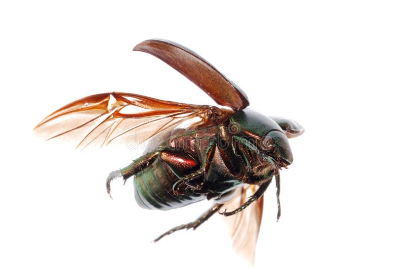 Scarabeo Verde Volante Dello Scarab Fotografia Stock - Immagine di ...