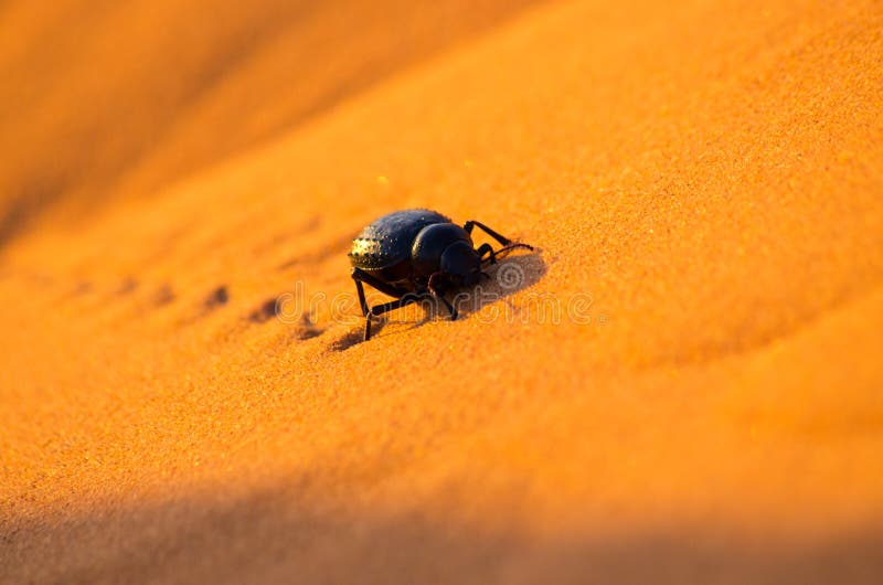 Scarab (Scarabaeus) Beetle On Desert Sand Stock Photo - Image of insect ...
