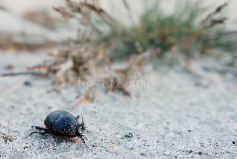 Scarabeus stock photo. Image of beetles, close, rural - 52146292