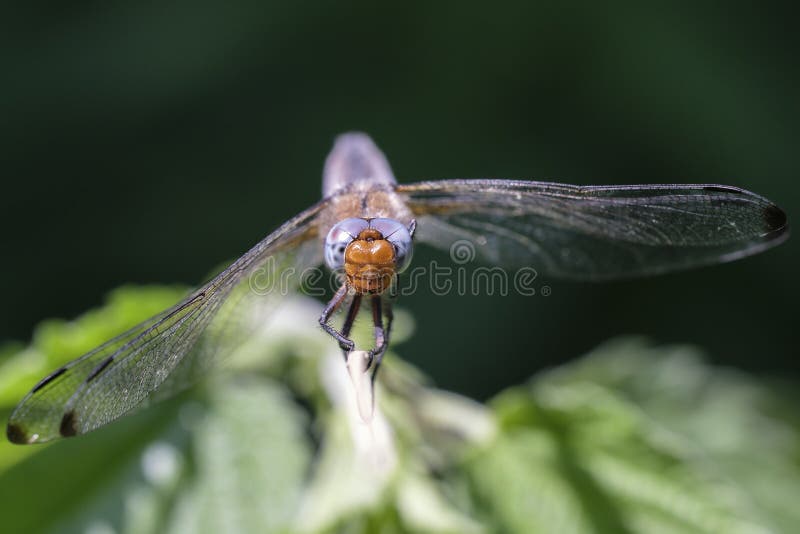Scarce chaser - front view stock photo. Image of sailing - 123739304