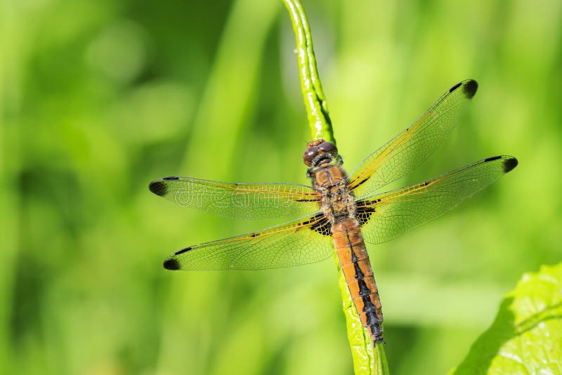 Scarce Chaser, Libellula Fulva, Resting on Vegetation Stock Image ...