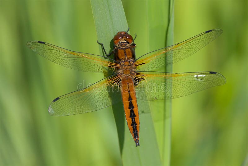 A Scarce Chaser on a Plant Leaf in the Spring Sunshine. Stock Image ...