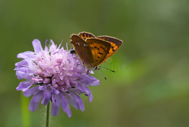 Scarce copper stock image. Image of virgaureae, antenna - 11152799