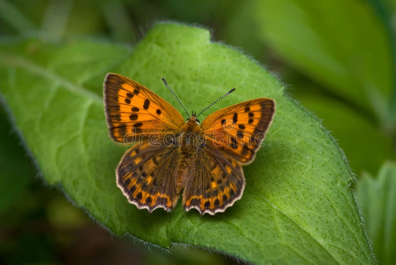 Lycaena Virgaureae Linnaeus 1758 Scarce Copper Stock Photo - Image of ...