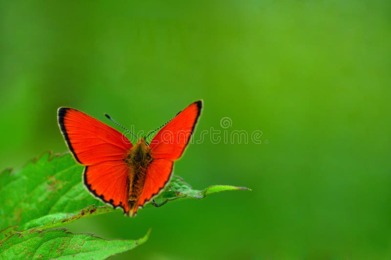 Scarce copper stock photo. Image of butterfly, plant, virgaureae - 8448036