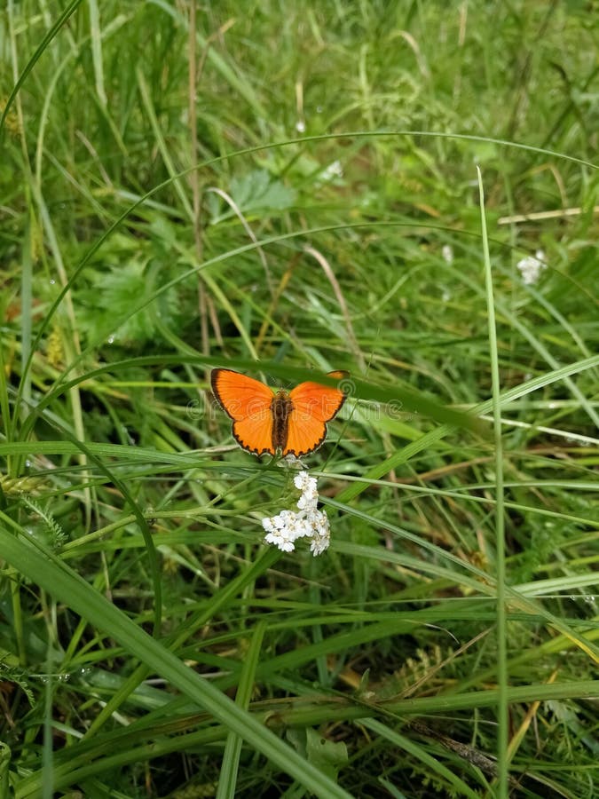 Scarce Copper Sitting on a White Flower in the Green Grass. Stock Image ...
