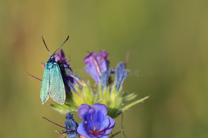 Scarce forester stock image. Image of scarce, jordanita - 256640475