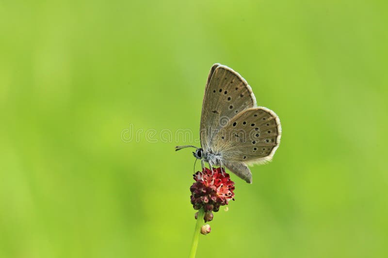 Scarce large blue stock photo. Image of phengaris, teleius - 328201666