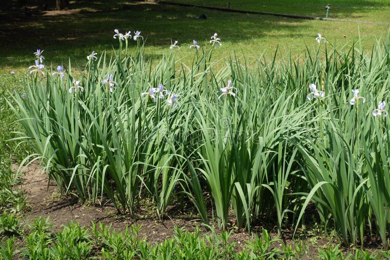 Scarce Light Violet Flowers of Irises in Spring Stock Photo - Image of ...