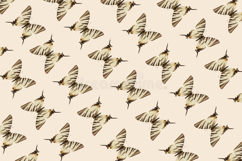 Scarce Swallowtail Butterfly Pattern Stock Illustrations – 7 Scarce ...