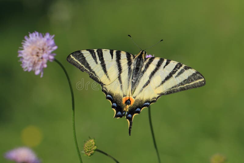 Scarce Swallowtail - Iphiclides Podalirius Stock Photo - Image of ...