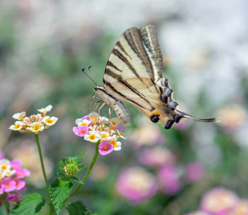 Scarce Swallowtail (Iphiclides Podalirius Stock Image - Image of nectar ...