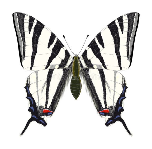 Scarce Swallowtail. Vector stock vector. Illustration of arthropod ...