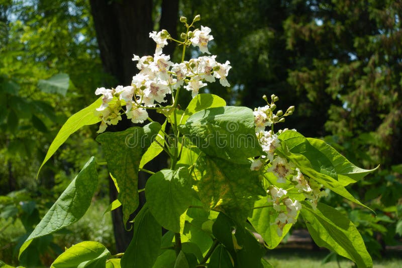 Scarce White Flowers of Catalpa in July Stock Image - Image of ...