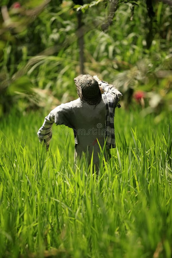 Scare-crow stock photo. Image of broom, figure, garden - 12621416