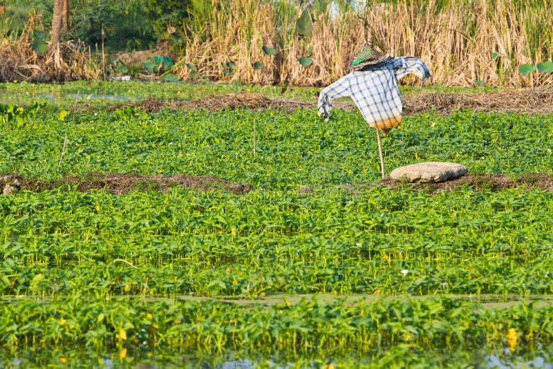 Scare crow stock photo. Image of sunny, land, grain, agriculture - 23234650