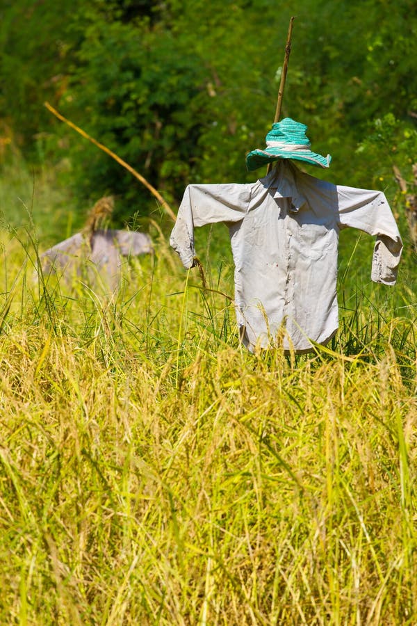 Scarecrow stock photo. Image of healthy, field, crop - 17104566
