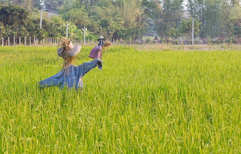 Scarecrow stock photo. Image of agriculture, paddy, husk - 25155174