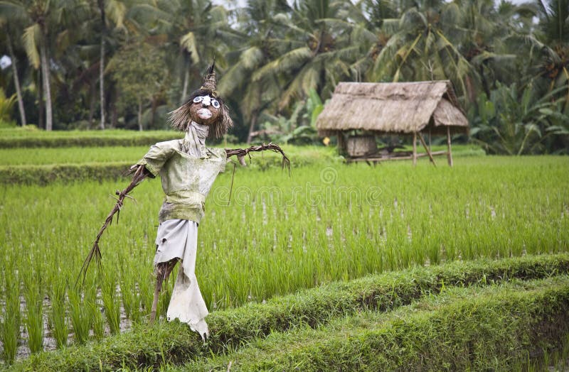 Scarecrow stock photo. Image of balinese, crop, green - 6409798