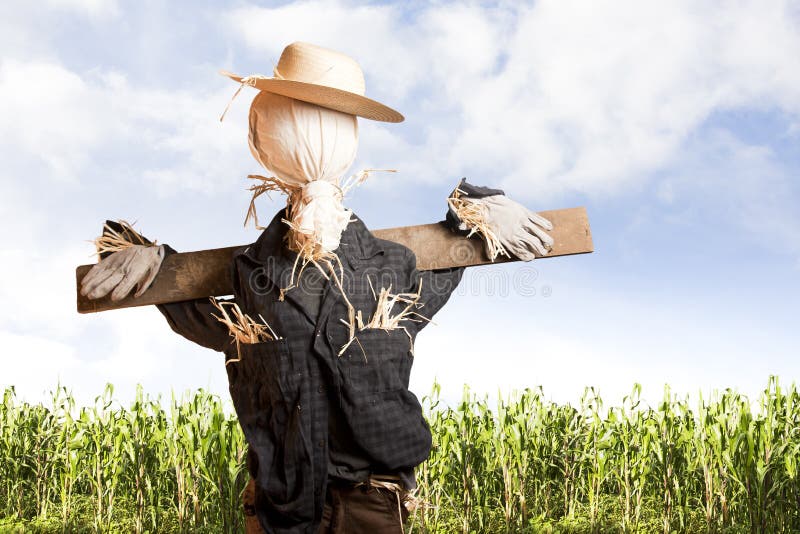 Scarecrow in Corn Field on a Sunny Day Stock Photo - Image of seasonal ...