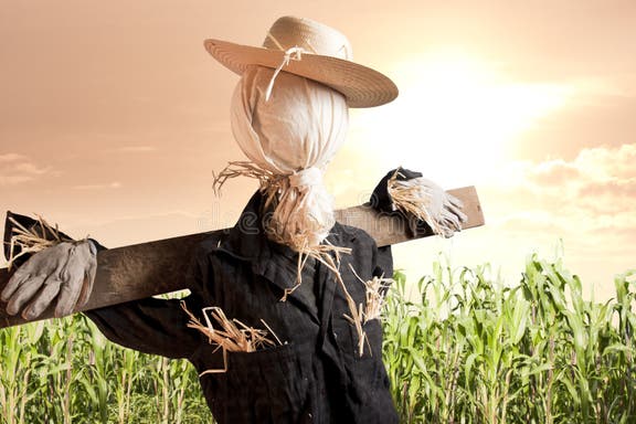 448 Corn Field Scarecrow Stock Photos - Free & Royalty-Free Stock ...