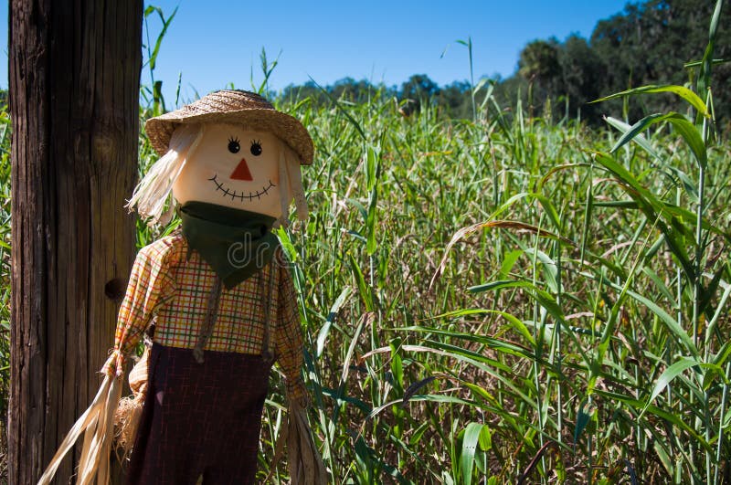 Scarecrow In Corn Field On A Sunny Day Stock Photo - Image of yellow ...